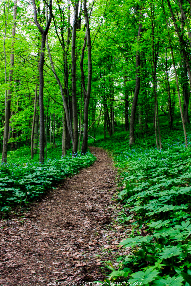 Nature Walk at Stroud Preserve | Seymour Digital Consulting, LLC